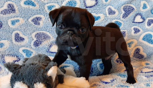 Черные мопсята