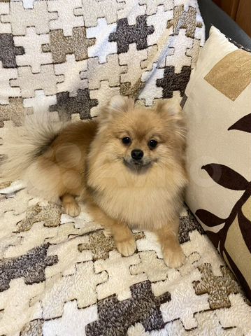 Шпиц-девочка ищет жениха