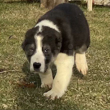 Сука сао (алабай) 2 месяца