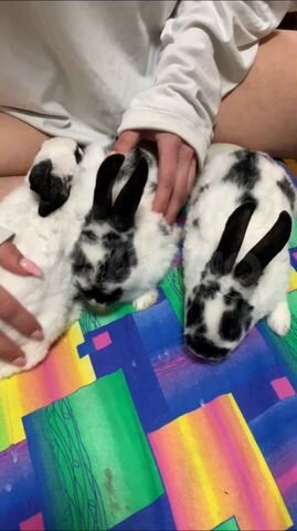 Карликовые крольчата, девочки и мальчики