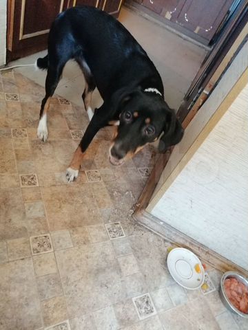 Собака в добрые руки привезу