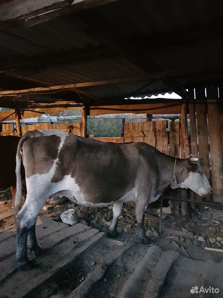 Стальная корова