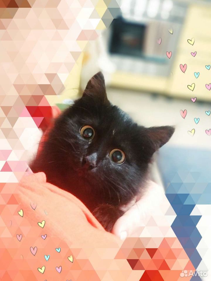 Котенок Багира, 4-5 мес