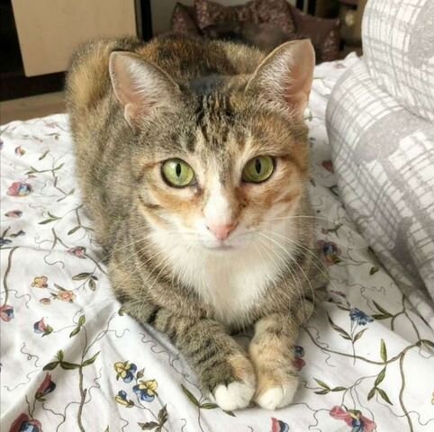 Кошечка Адель 2 года, стерилизована