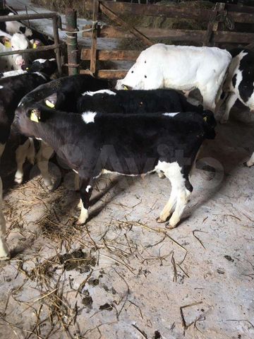 Бычки телята от 1 месяца