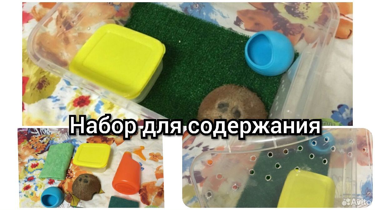 Набор для содержания эублефара
