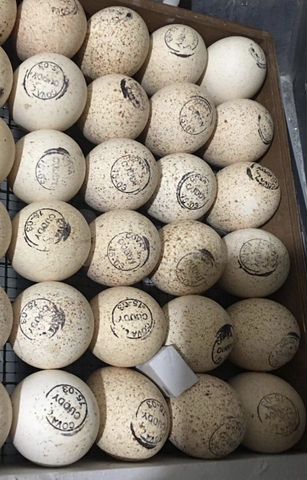 Инкубационное яйцо индейки Хайбрид Конвертер