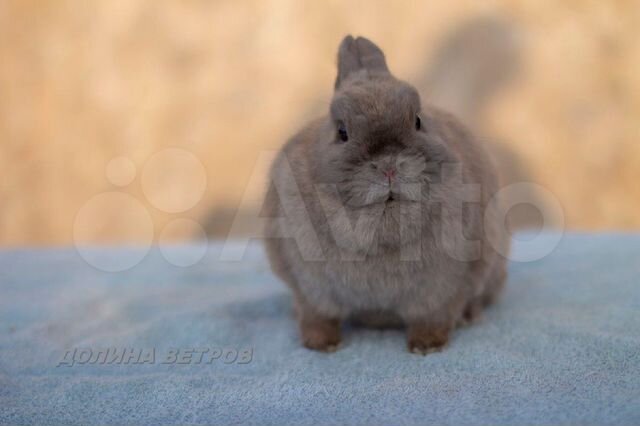 Декоративный кролик минор изабелловый самка