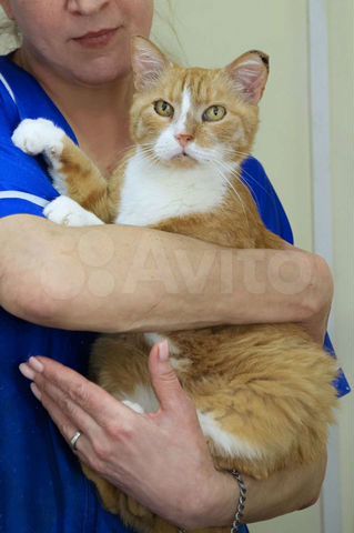 Кот Бимка 3.5 года