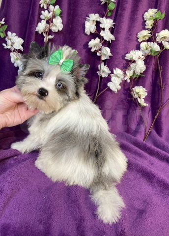 Голубоглазый блю берри йорк парень