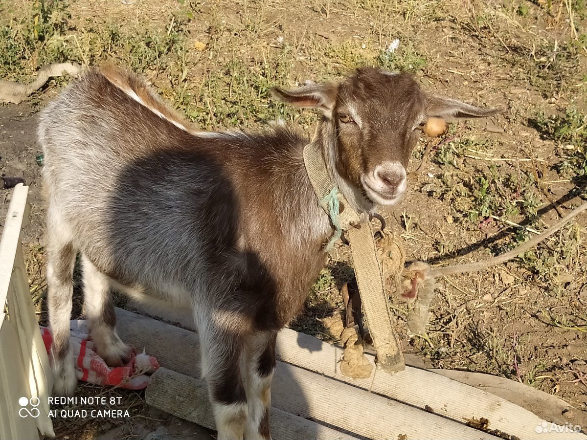 Коза, С козликом