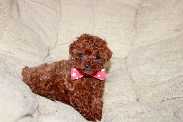 Teddy dog