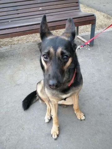 Ева в добрые руки