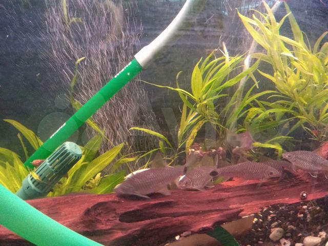 Кроссохейлус сетчатый/бородоед