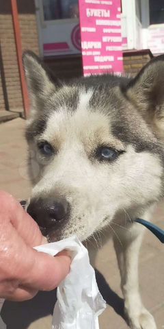 Сибирский хаски