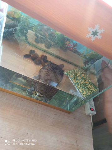 Остров суша островок для черепахи