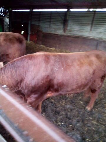 Быки на мясо