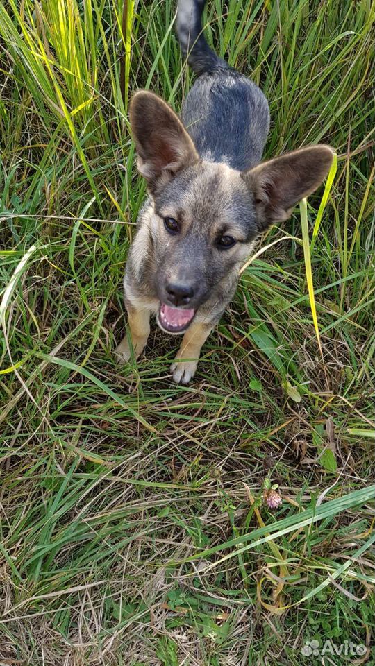 Отдам щенка