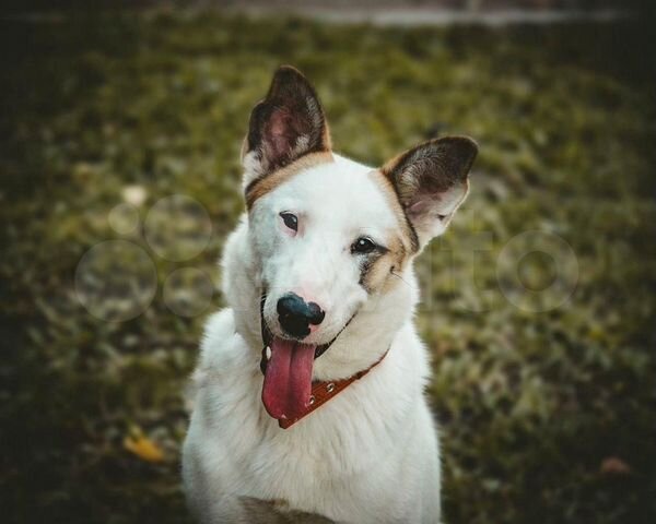 Жизнерадостный и нежный Пумба ждёт семью