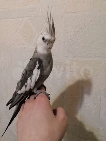 Попугай корелла (безщекий белолицый самец)