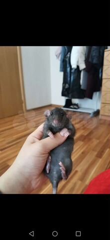 Крысы бесплатно