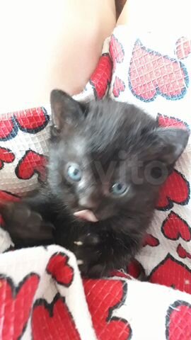 Котятки в заботливые руки