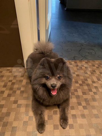 Немецкий шпиц вязка (кобель)