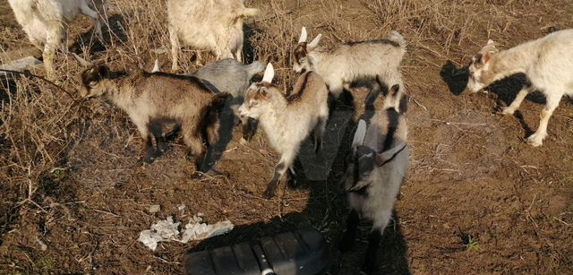 Козлята и двойные козы