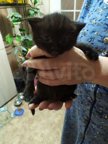 Котята в дар