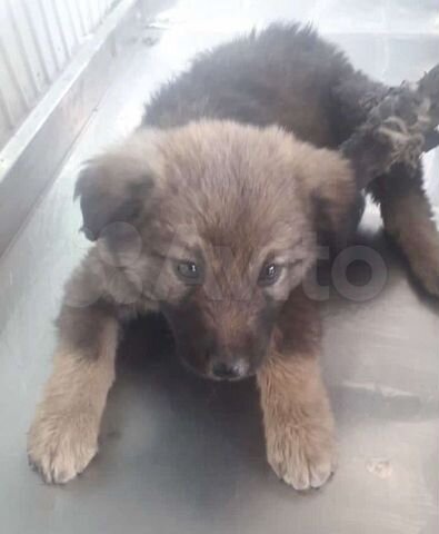 SOS,беда, день на спасение от убийства